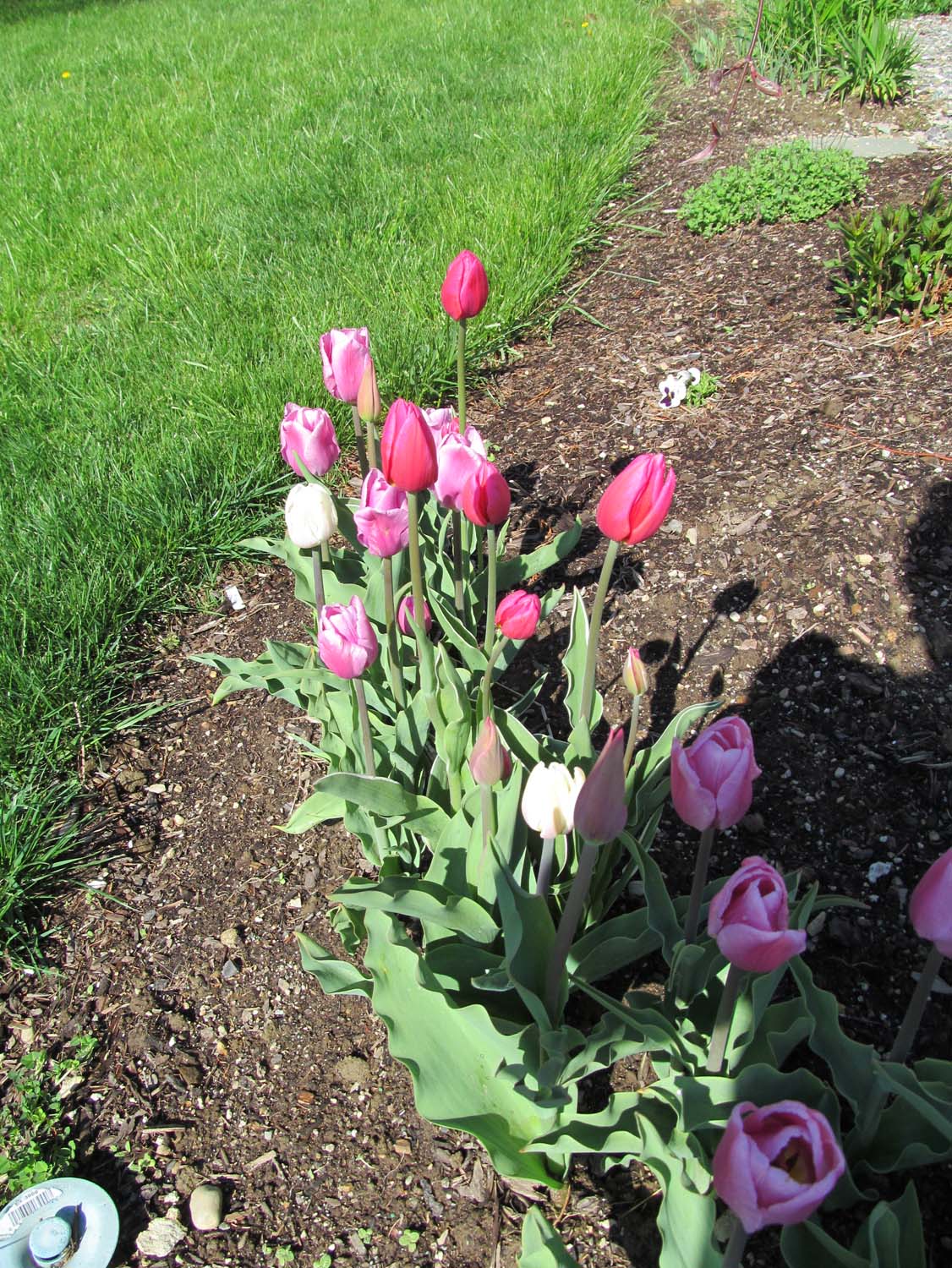 IMG_1020 - Blue Tulip Garden Boutique, Landscaping and Lodging